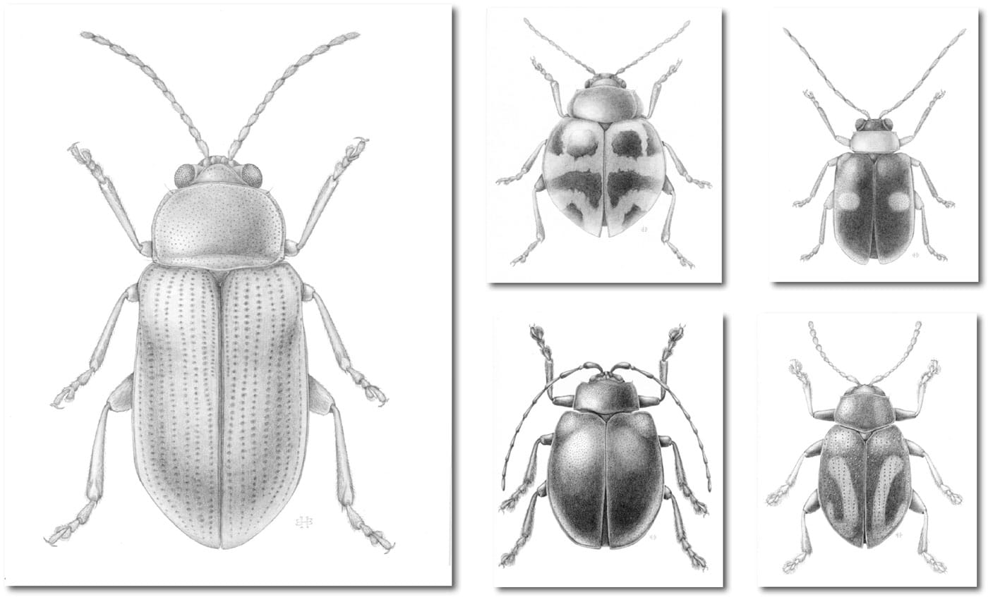 Flea beetles (family Chrysomelidae) · Erin E. Hunter
