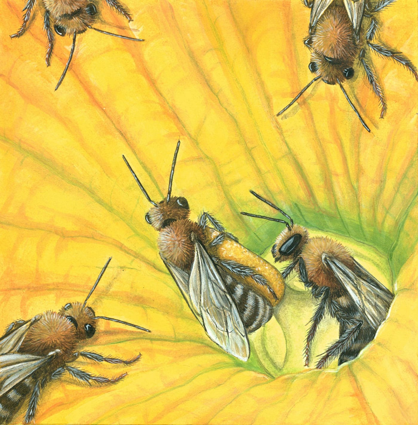 Squash Bee and Pumpkin Blossom · Erin E. Hunter